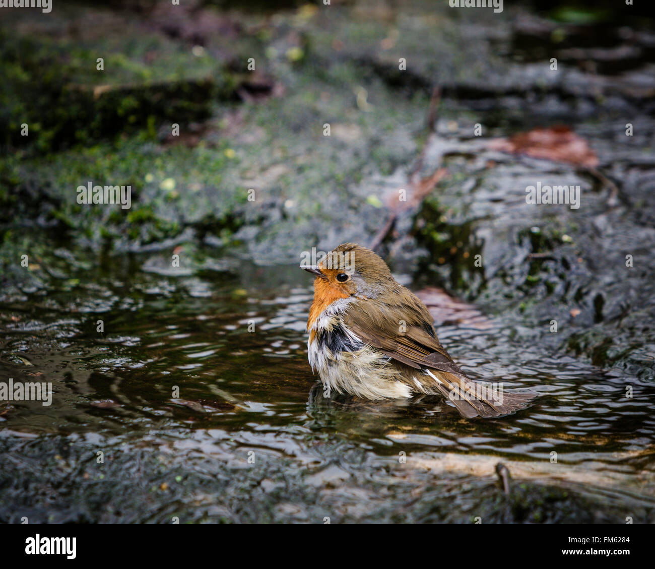 Robin bathing in English garden stream Stock Photo - Alamy
