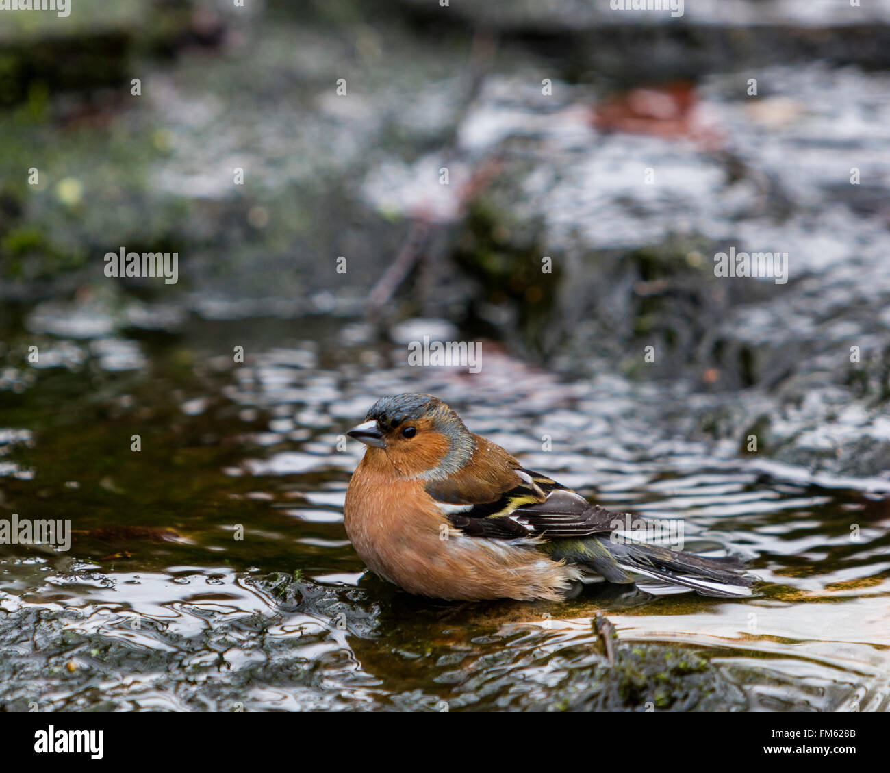 Stream wash hi-res stock photography and images - Alamy