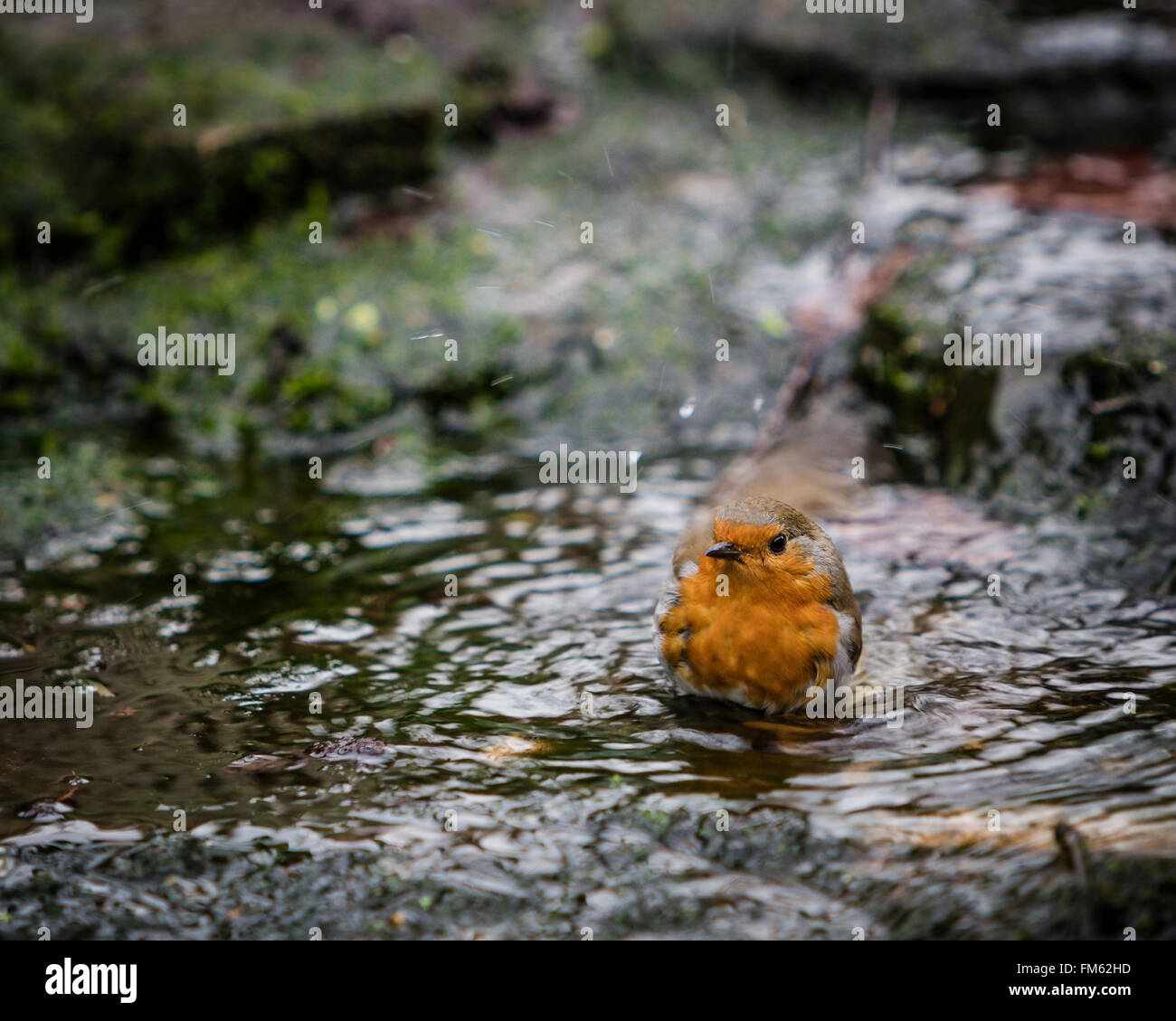 Robin bathing in English garden stream Stock Photo - Alamy