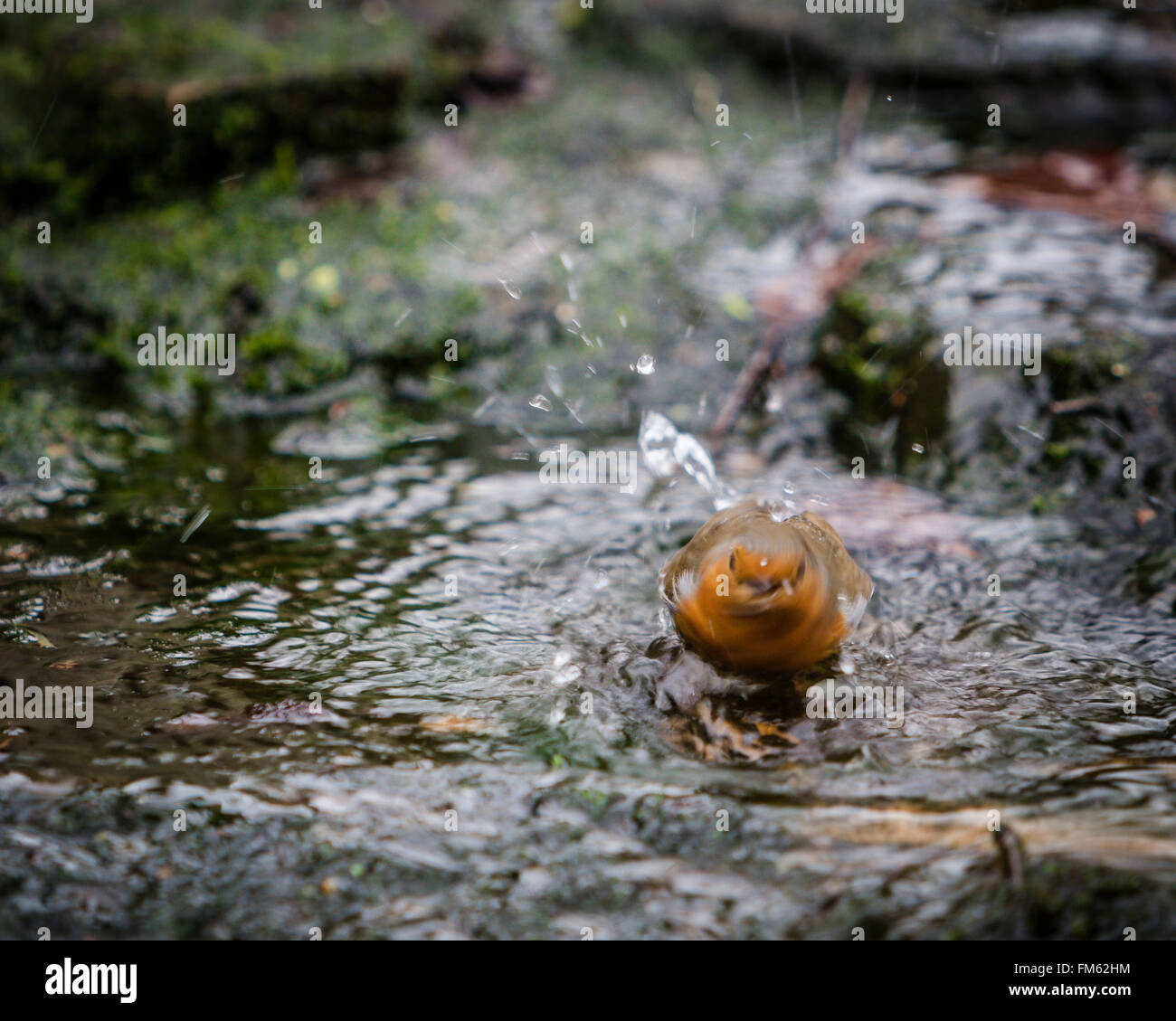 Shaking Robin High Resolution Stock Photography and Images - Alamy
