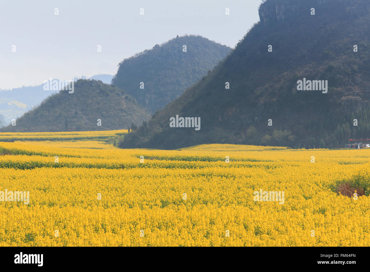 Rapeseed flowers of Luoping in Yunnan China Stock Photo - Alamy