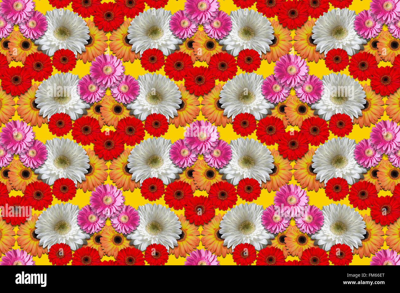 Group colored flowers large daisies on yellow background Stock Photo ...