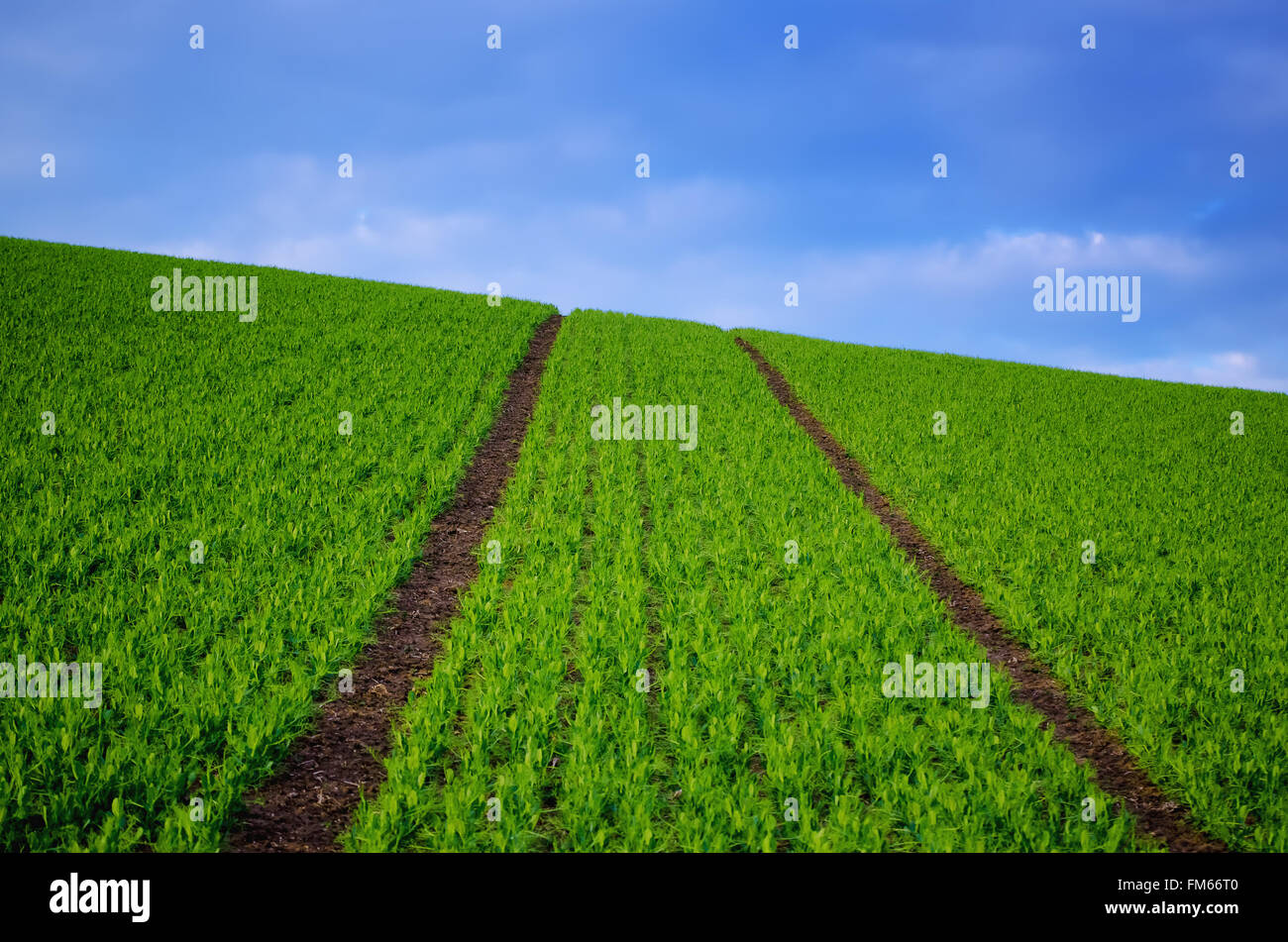 Bean field at spring Stock Photo - Alamy