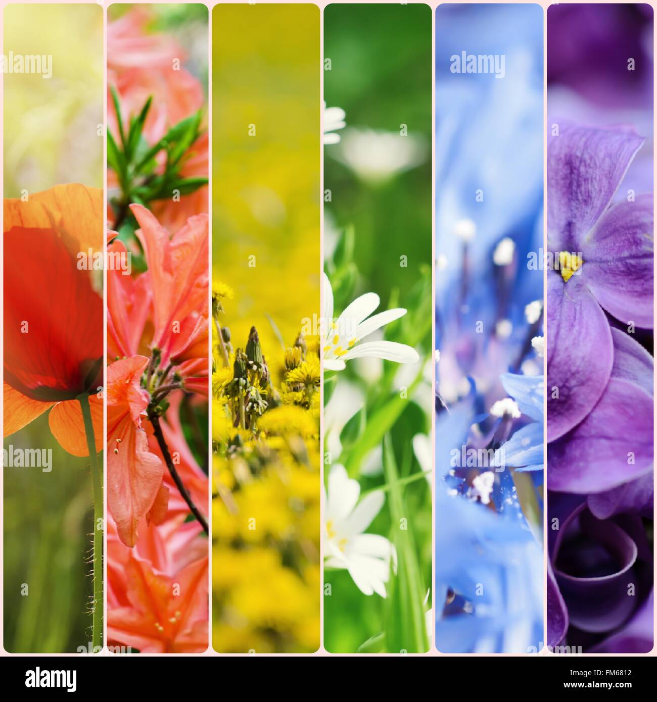 Spring flowers collage Stock Photo - Alamy