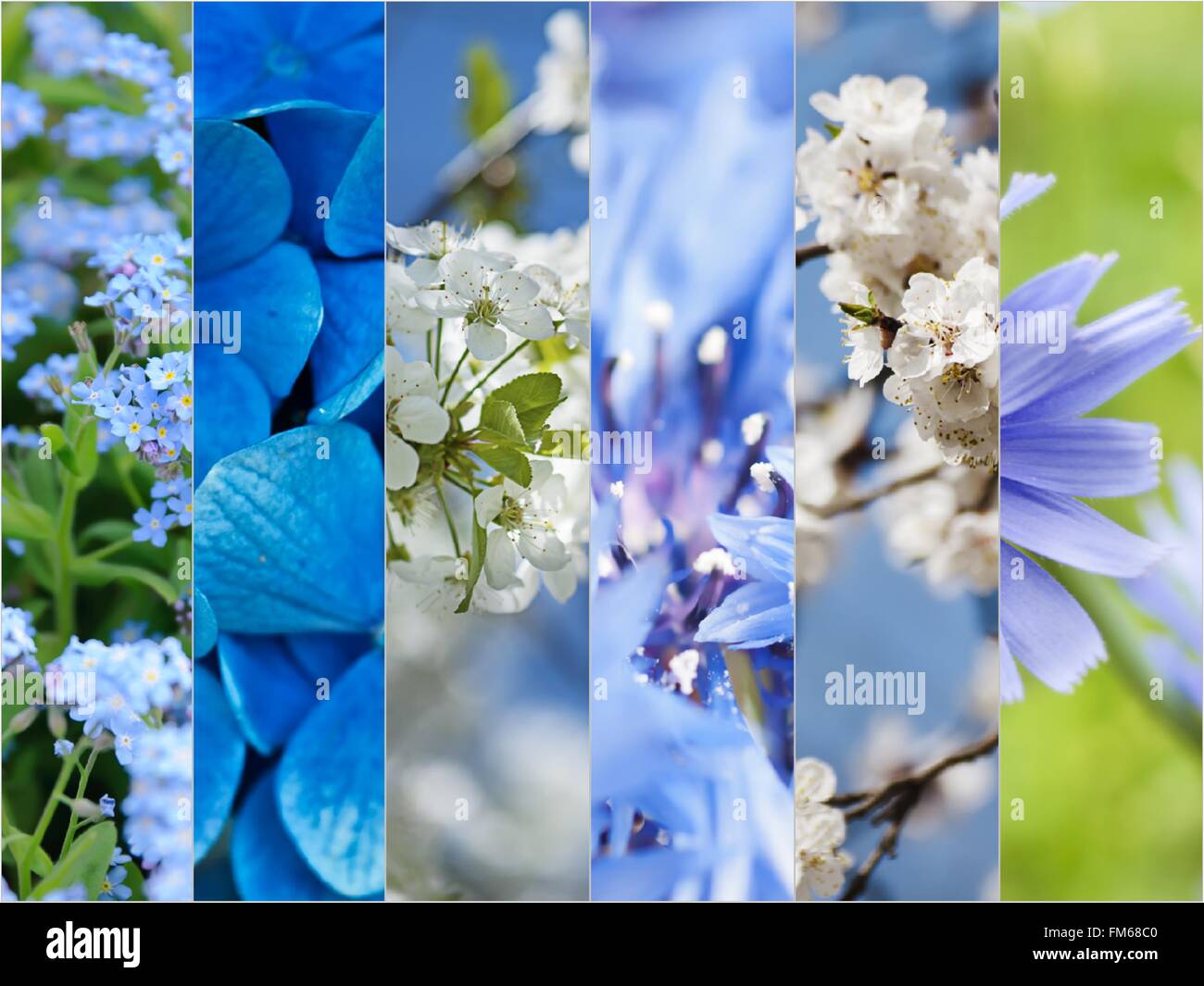 Spring flowers collage Stock Photo - Alamy