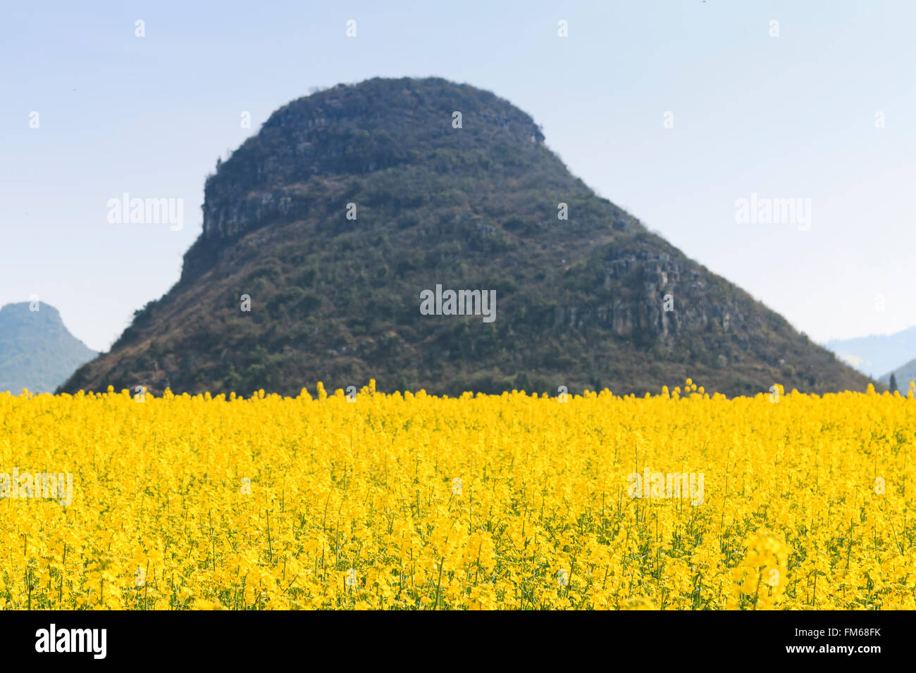 Rapeseed flowers of Luoping in Yunnan China Stock Photo - Alamy