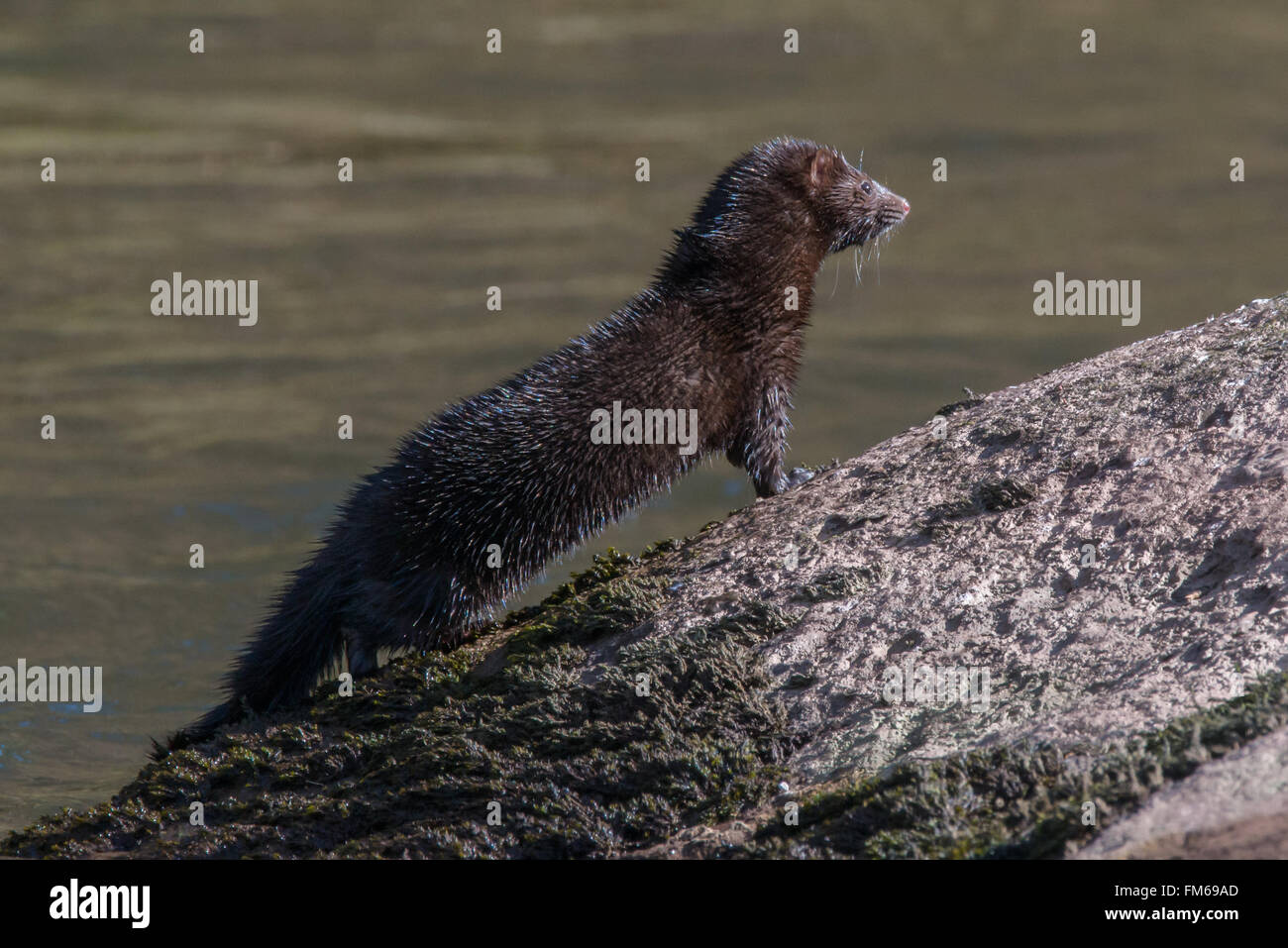 American mink {Neovison vison} on the river Usk, Wales. The blue ...