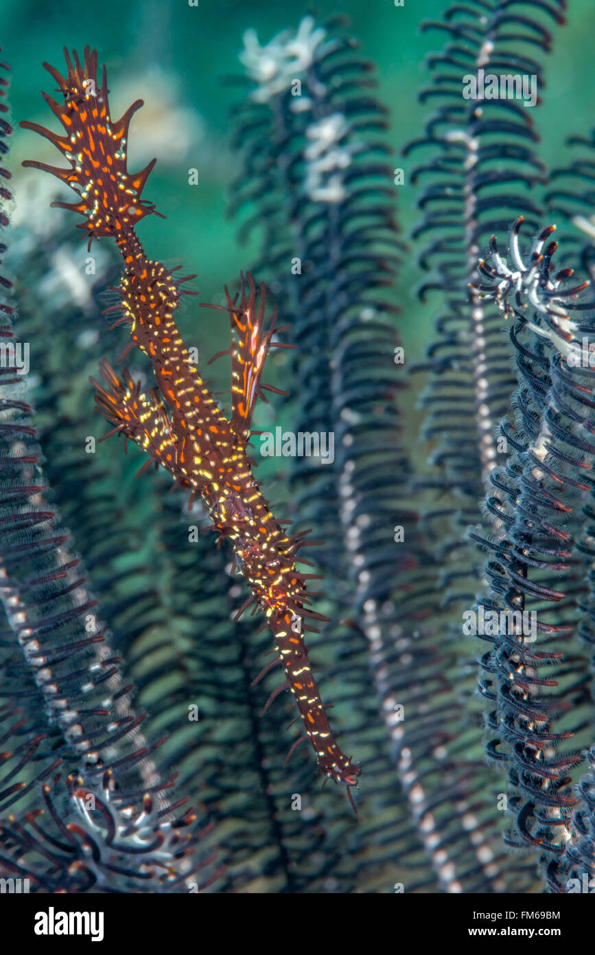 Solitary female ornate ghost pipefish in featherstar branches ...