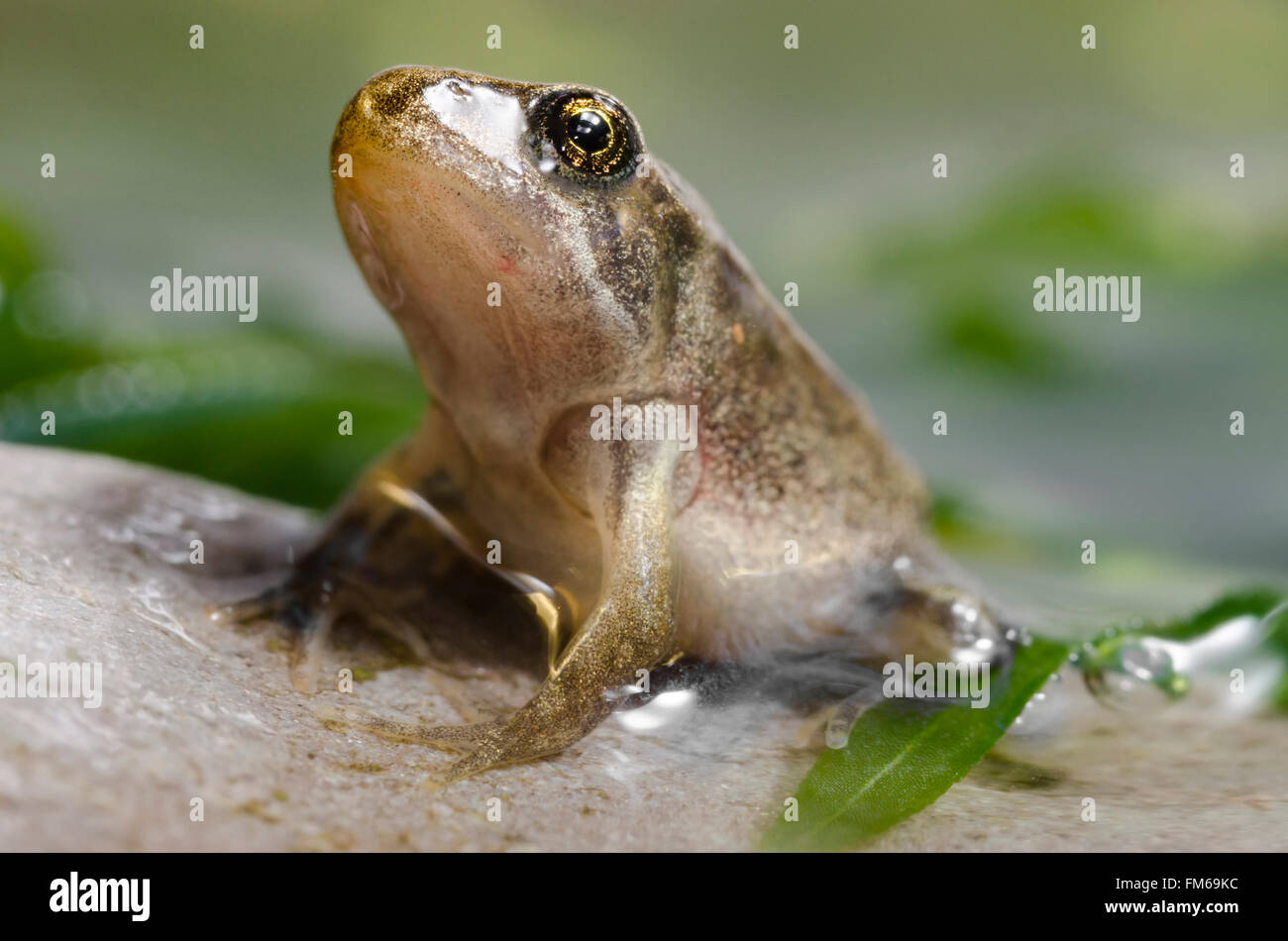 Cute Froglet High Resolution Stock Photography and Images - Alamy