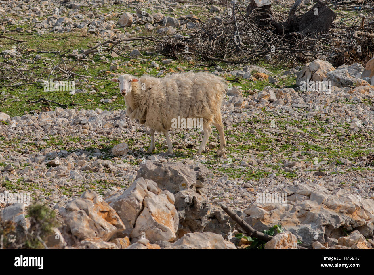 Authentic Sheep in Krk Island, Croatia Stock Photo - Alamy