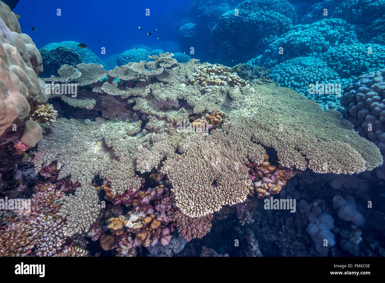 Laminar shape hi-res stock photography and images - Alamy