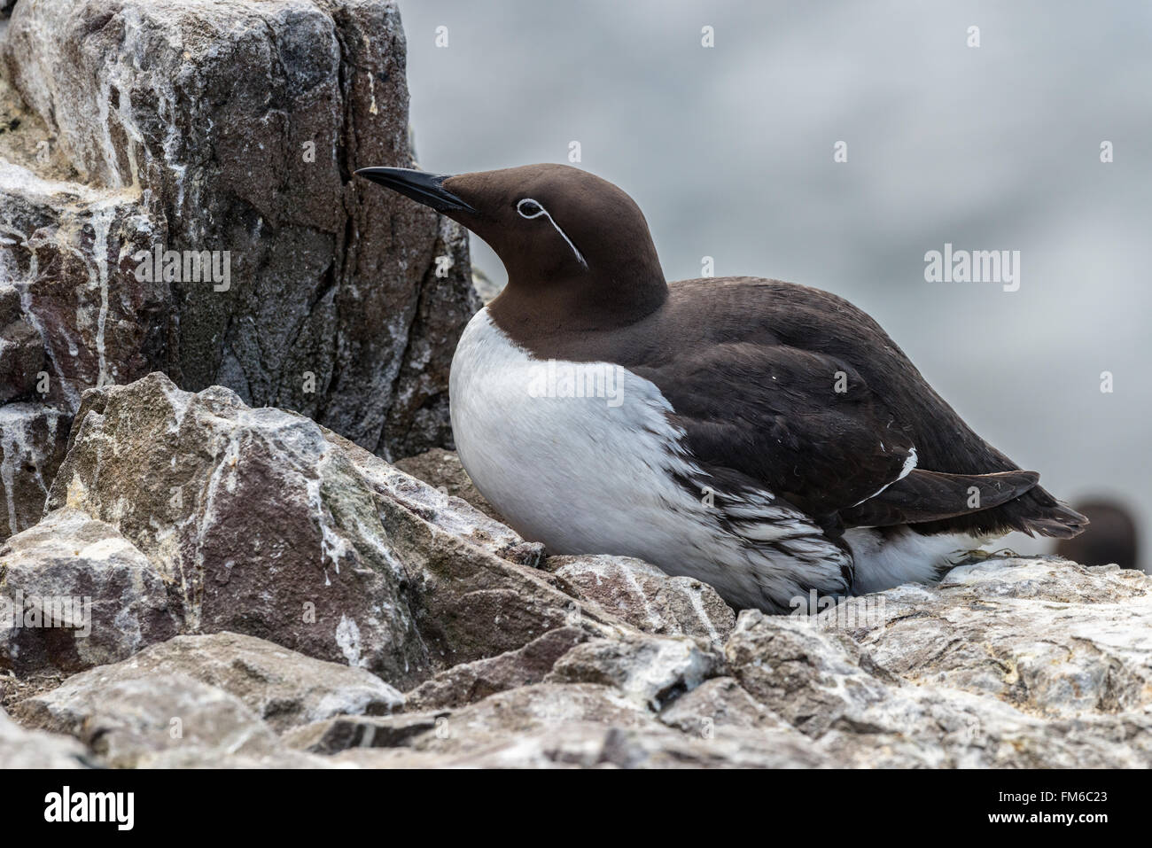 Guillemot On A Ledge At A Bird Rock High Resolution Stock Photography ...