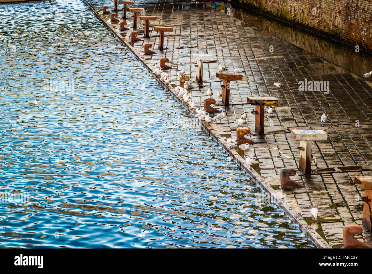 pigeons lined up on the quay of the port channel in front of the water ...
