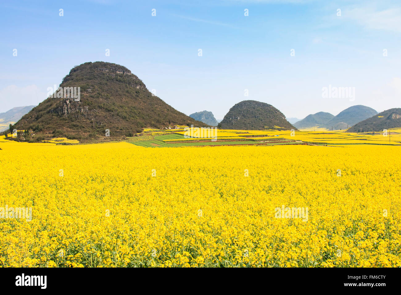 Rapeseed flowers of Luoping in Yunnan China Stock Photo - Alamy