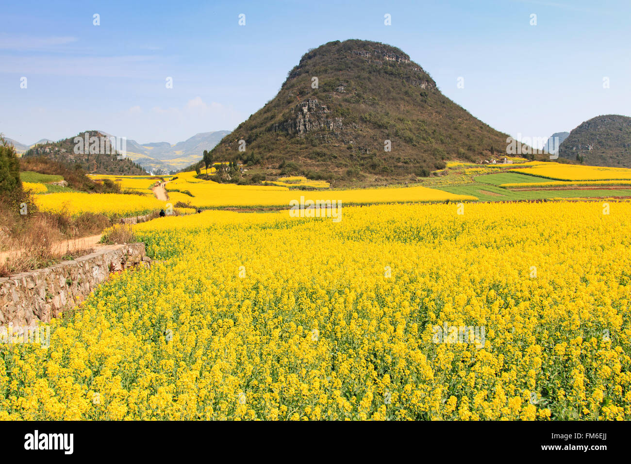 Rapeseed flowers of Luoping in Yunnan China Stock Photo - Alamy