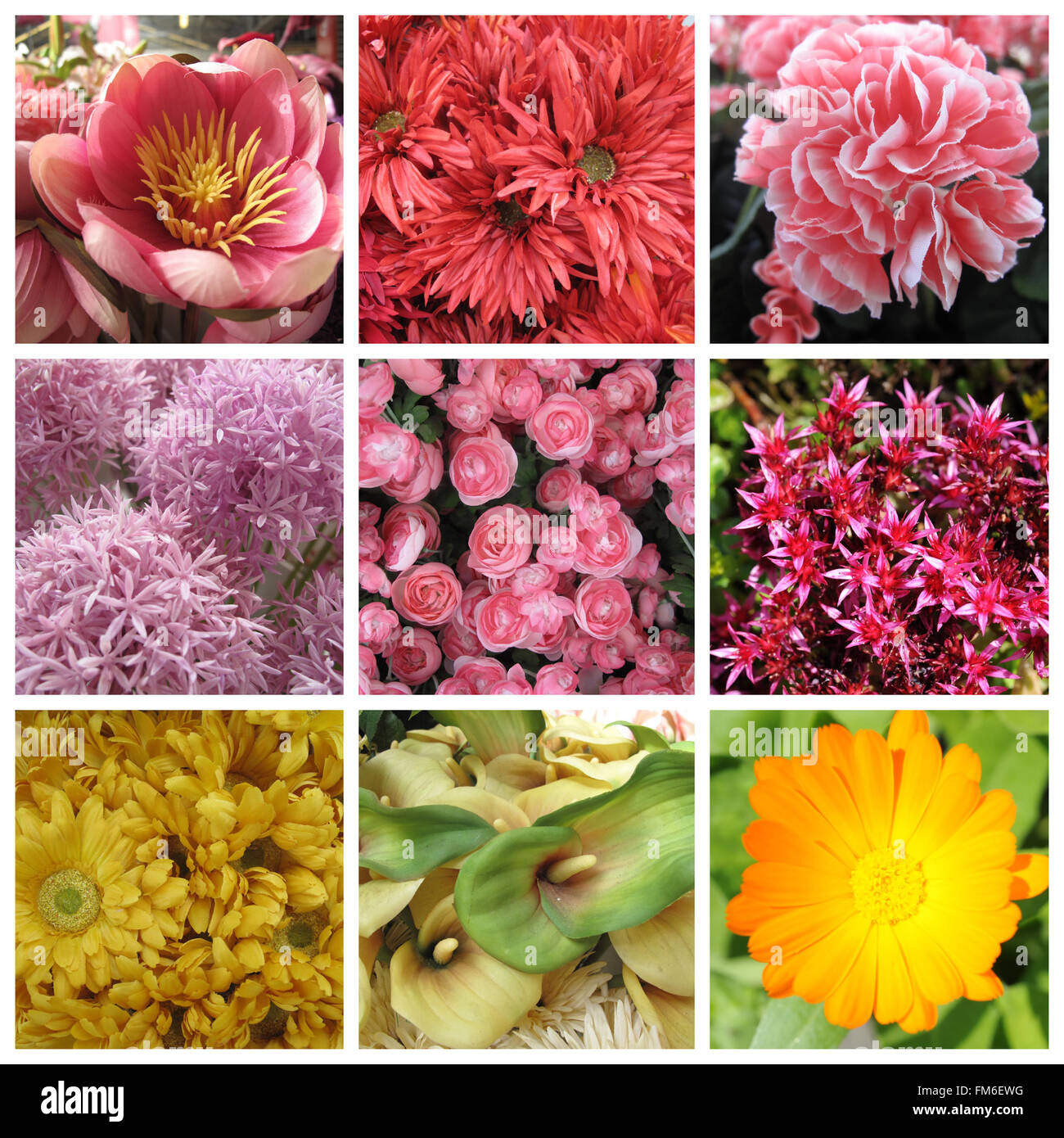 Nine various images of flowers in a white frame Stock Photo - Alamy