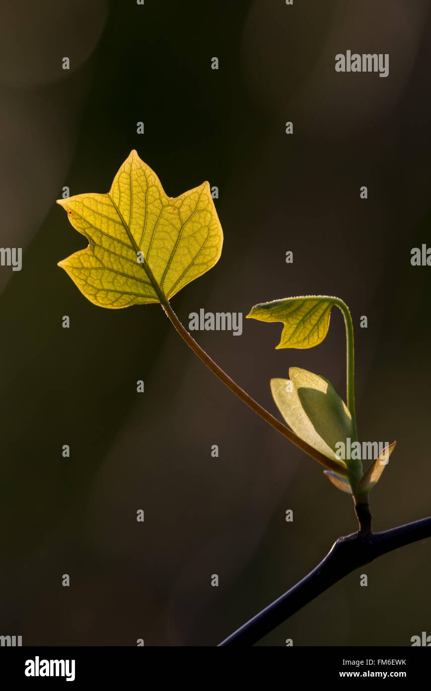 Tulip Tree, {Liriodendron tulipifera} in North Devon, spring Stock ...