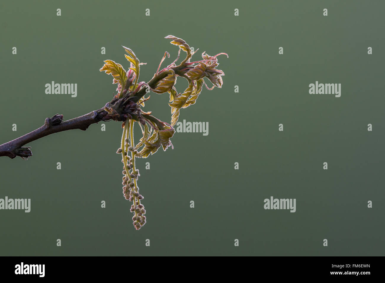 Backlit oak tree flowers in Devon. April Stock Photo - Alamy