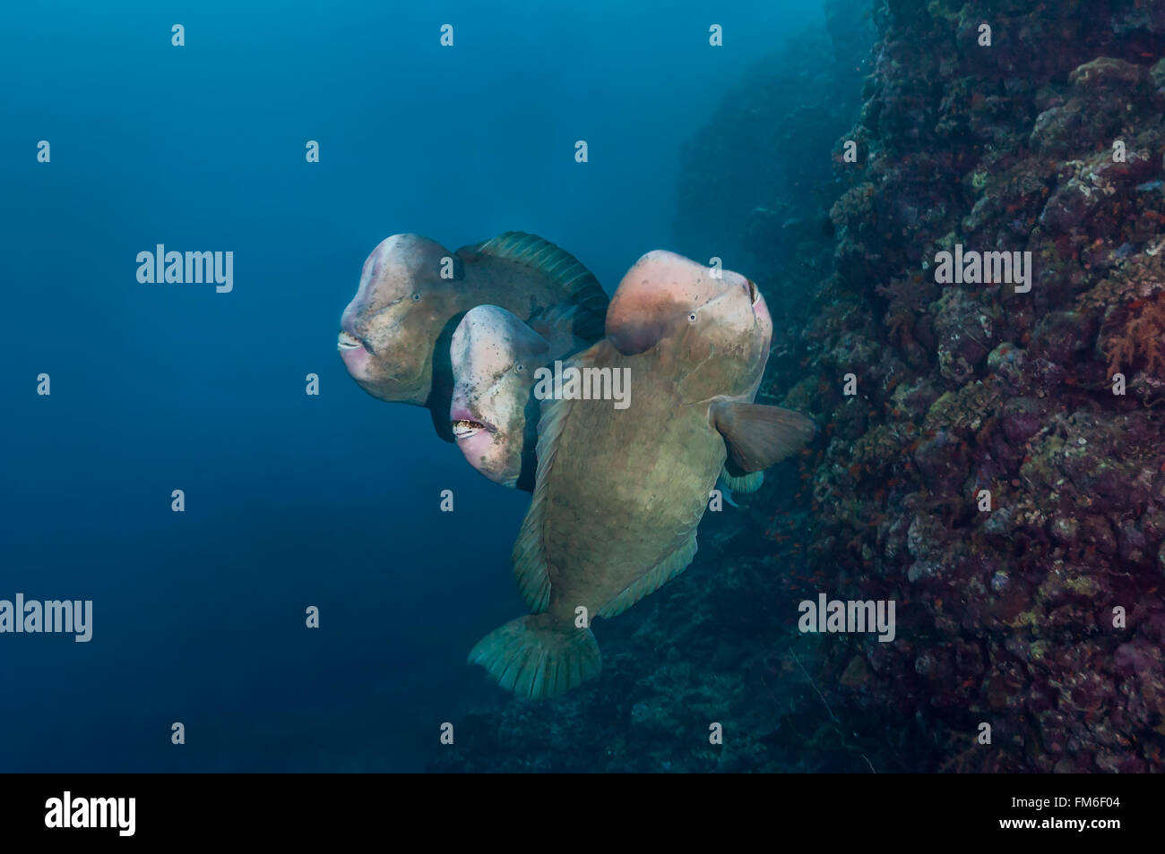 Bumphead fish hi-res stock photography and images - Alamy
