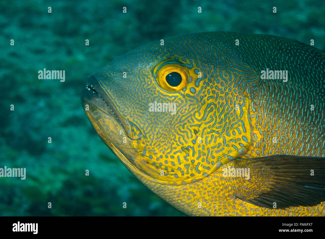 Midnight snapper (Macolor macularis) in profile view. Maldives, April ...