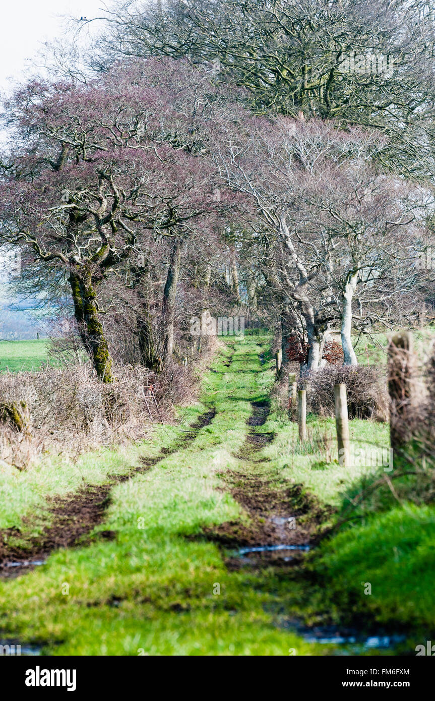 Rural country laneway between two fields Stock Photo - Alamy
