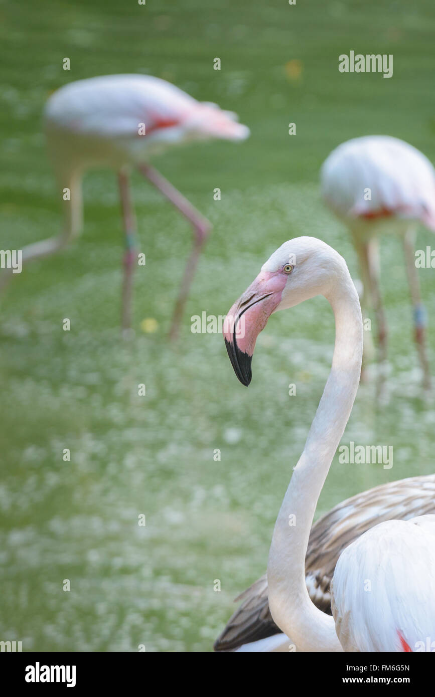 Beautiful pink flamingos walking in hi-res stock photography and images ...