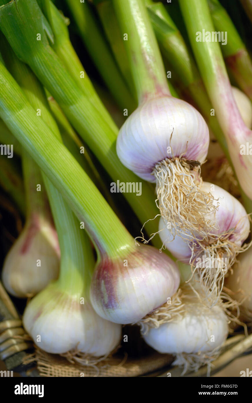 Spring onions on a market stall Stock Photo - Alamy