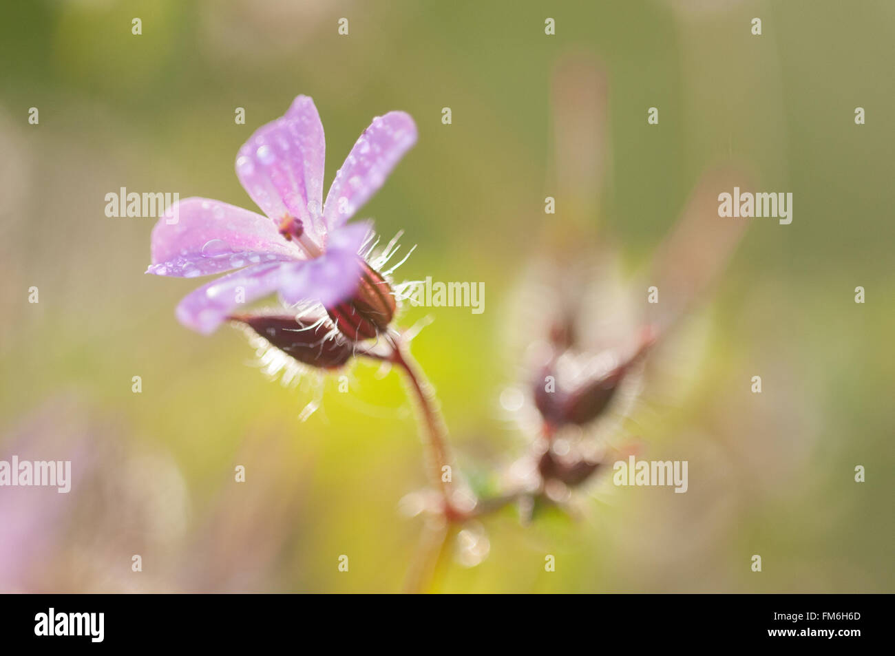 Devon flora and fauna hi-res stock photography and images - Alamy