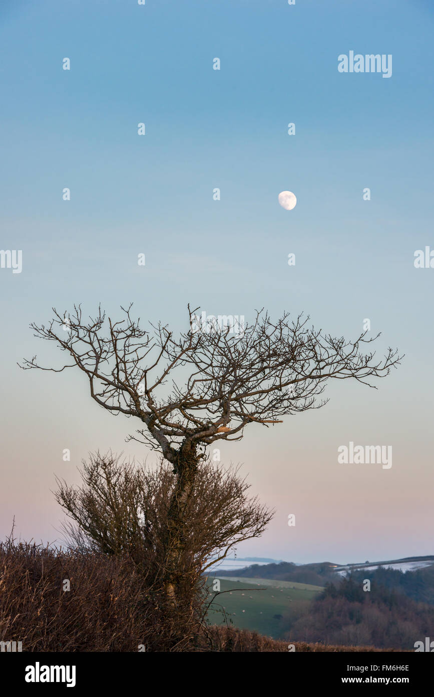 Evening sunset with the moon rising over a tree in rural North Devon ...