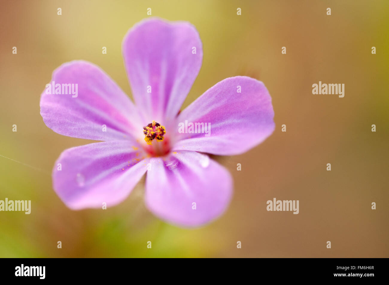 Devon flora and fauna hi-res stock photography and images - Alamy