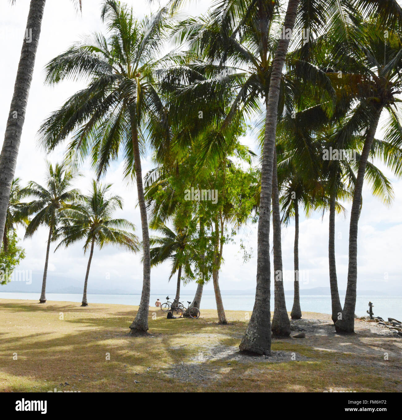 Queensland, Australia. Palm Trees, Port Douglas Stock Photo - Alamy
