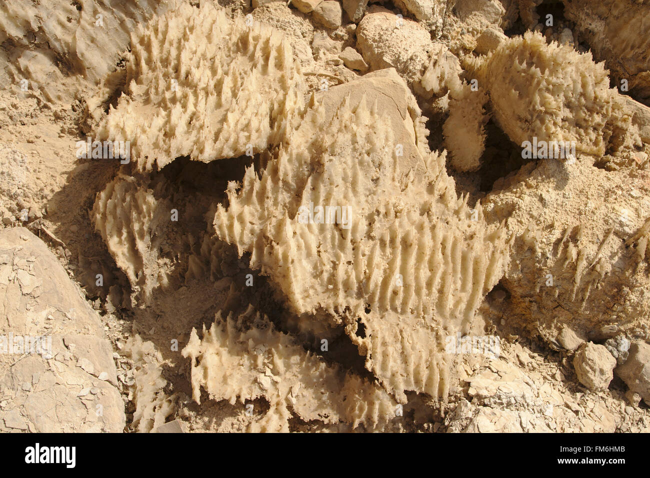 Salt deposits on the shore of the Dead Sea, Wadi Mujib Reserve, Jordan ...