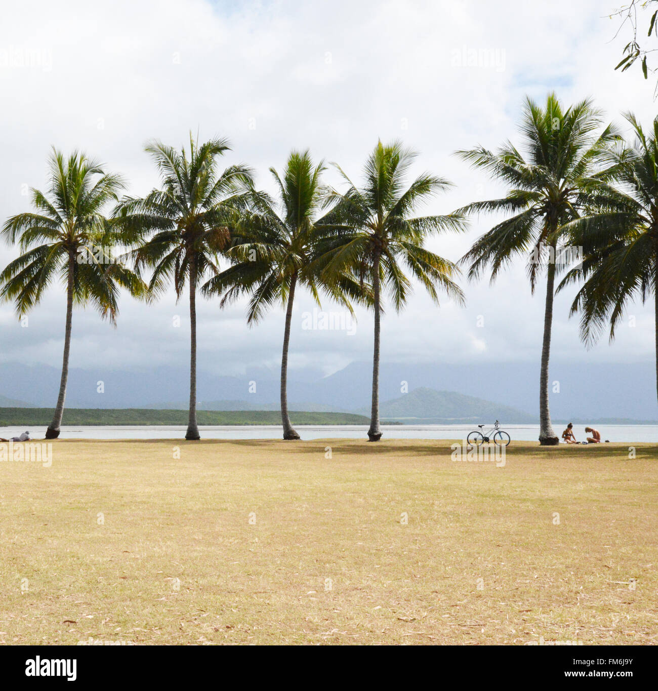 Queensland, Australia. Palm Trees, Port Douglas Stock Photo - Alamy