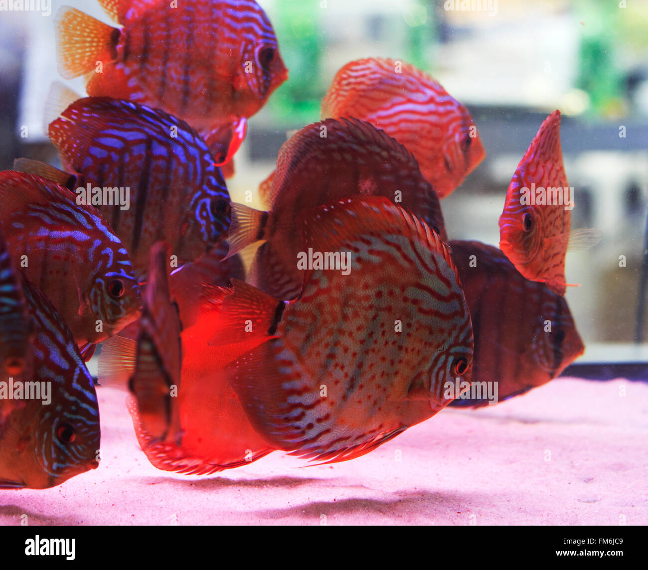 Diskus symphysodon hi-res stock photography and images - Alamy