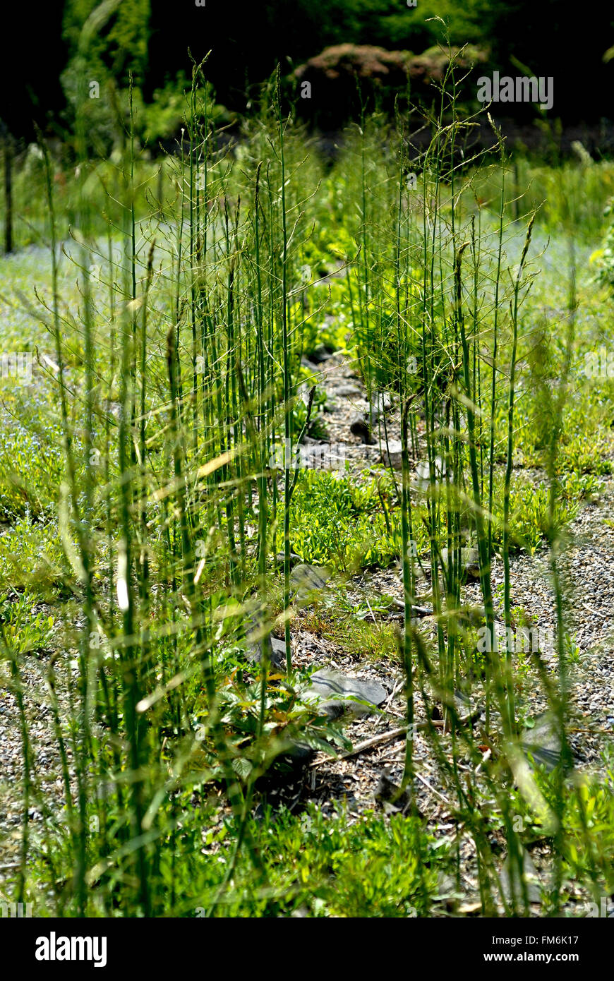 Rows of asparagus growing in garden / Vegetable garden Stock Photo - Alamy