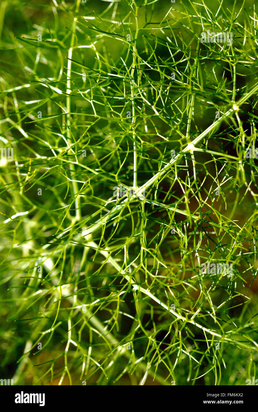 Stems of Fennel Stock Photo - Alamy