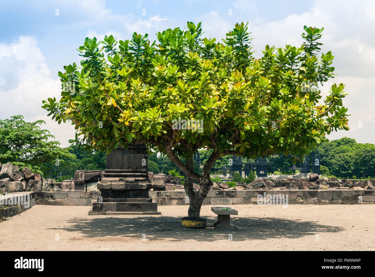 A tree amongst the ruins at the Prambanan Hindu temple, Central Java ...