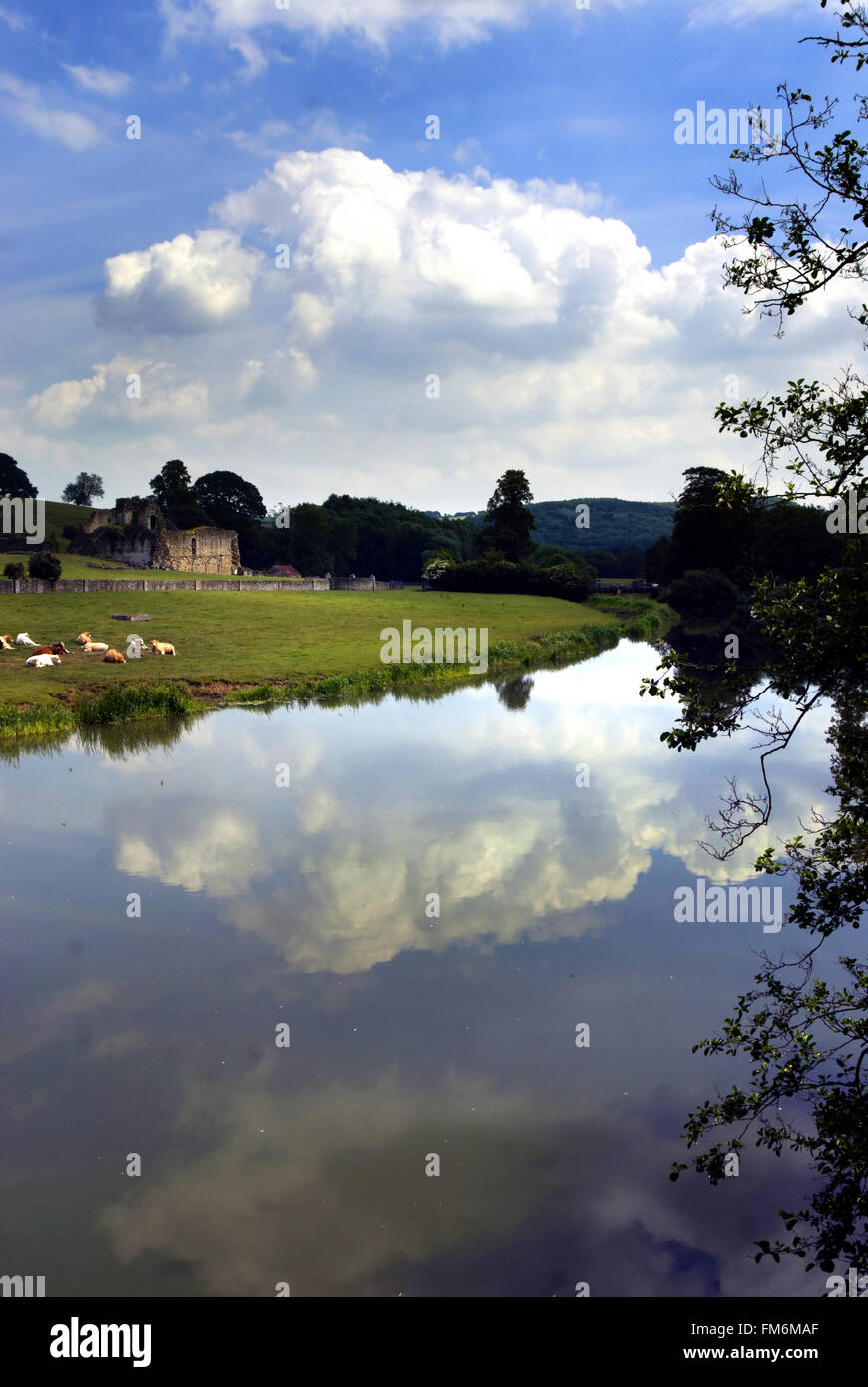 Herd of cows by River Derwent, Kirkham, North Yorkshire Stock Photo - Alamy