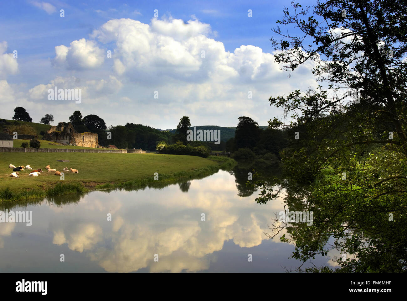 Herd of cows by River Derwent, Kirkham, North Yorkshire Stock Photo - Alamy