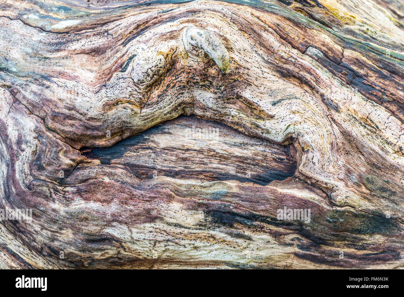 Detailed texture of grain pattern on a dead tree. Brecon Beacons ...