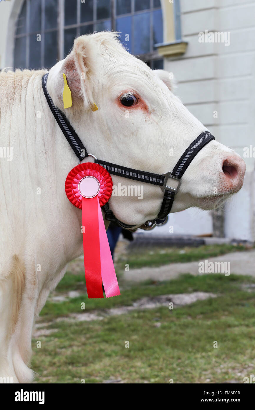 Cow side profile cattle farming no people hi-res stock photography and ...