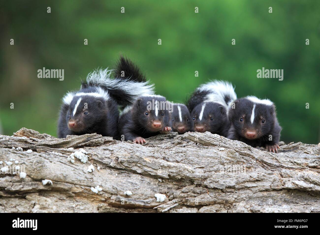 United States, Minnesota, Striped Skunk (Mephitis mephitis), babies ...