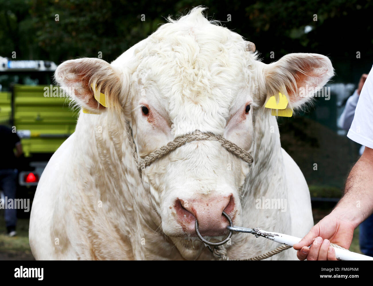 Thoroughbered dairy cow head close up with unidentified owner Stock ...