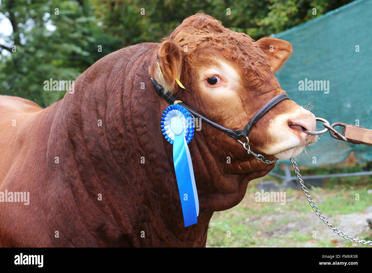 Cow portrait winner hi-res stock photography and images - Alamy