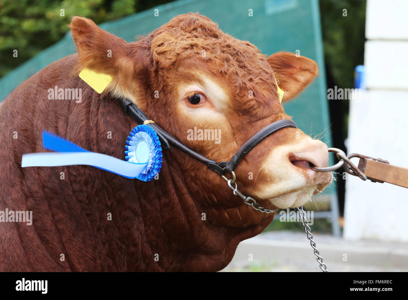 Closeup of a very nice young award winner cow Stock Photo - Alamy