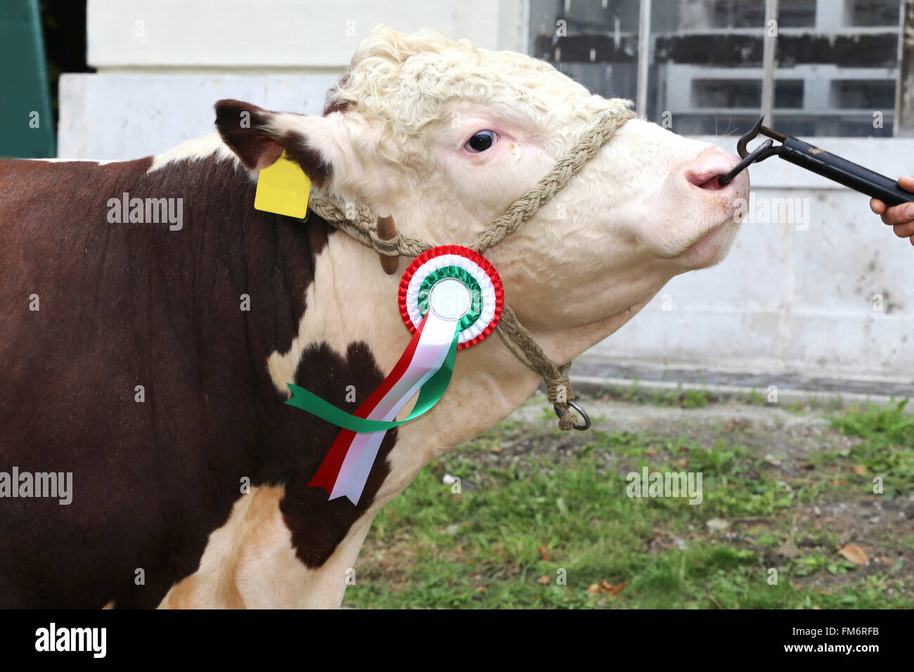 Dairy Cow Side View High Resolution Stock Photography and Images - Alamy
