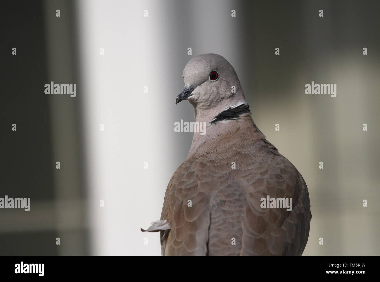 Eurasian Collared Dove (Streptopelia decaocto Stock Photo - Alamy