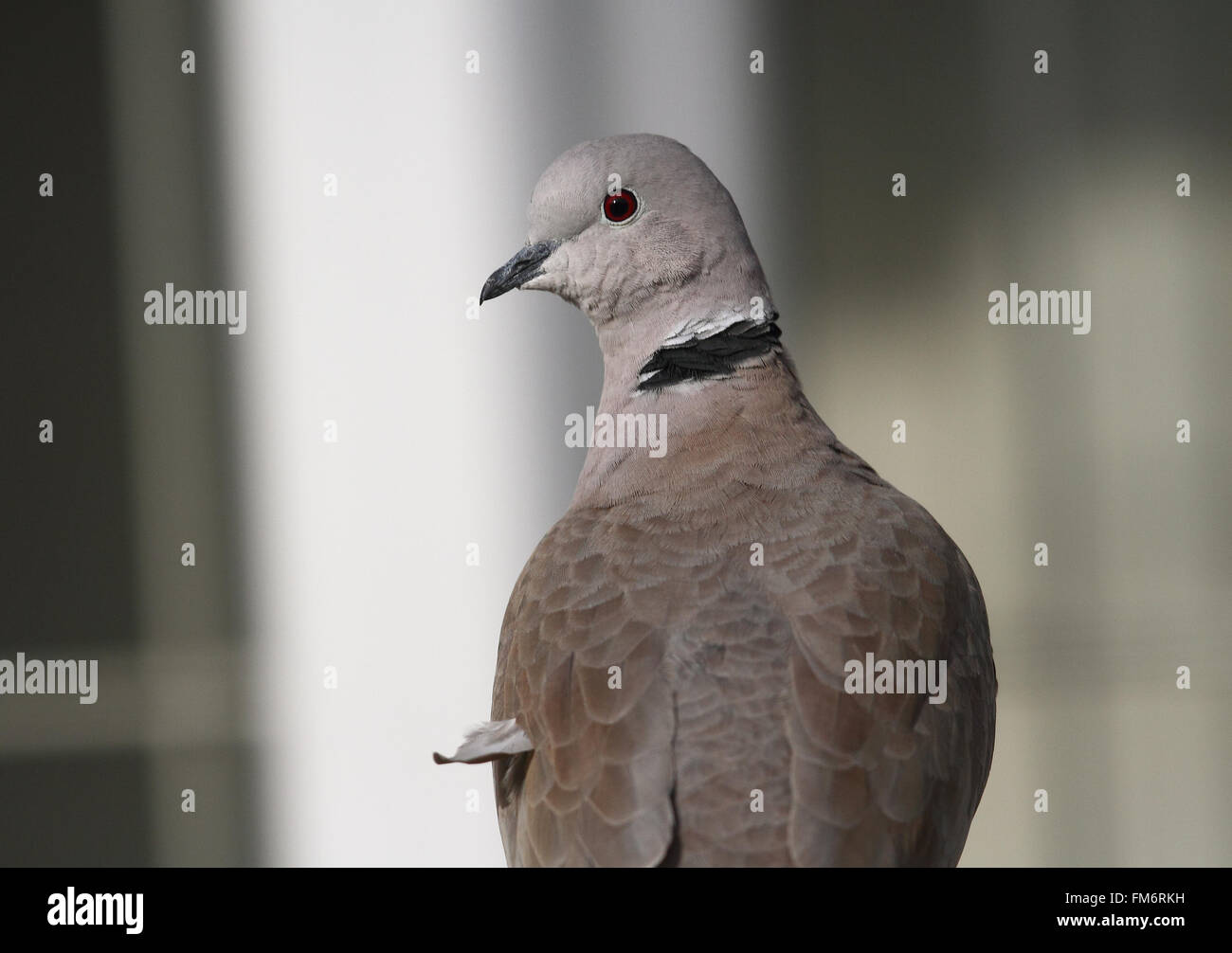 Eurasian Collared Dove (Streptopelia decaocto Stock Photo - Alamy