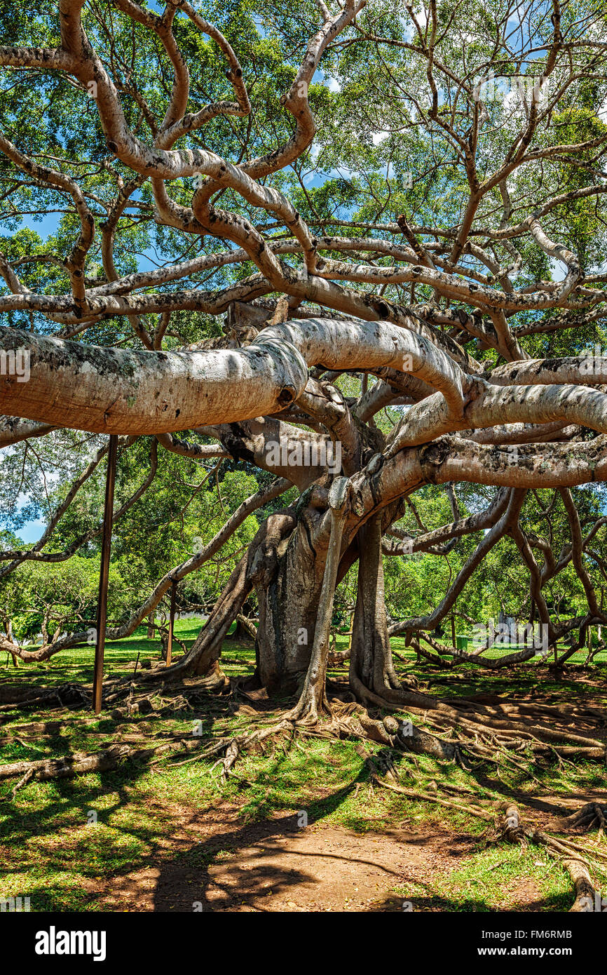 Ficus Benjamina tree Stock Photo - Alamy