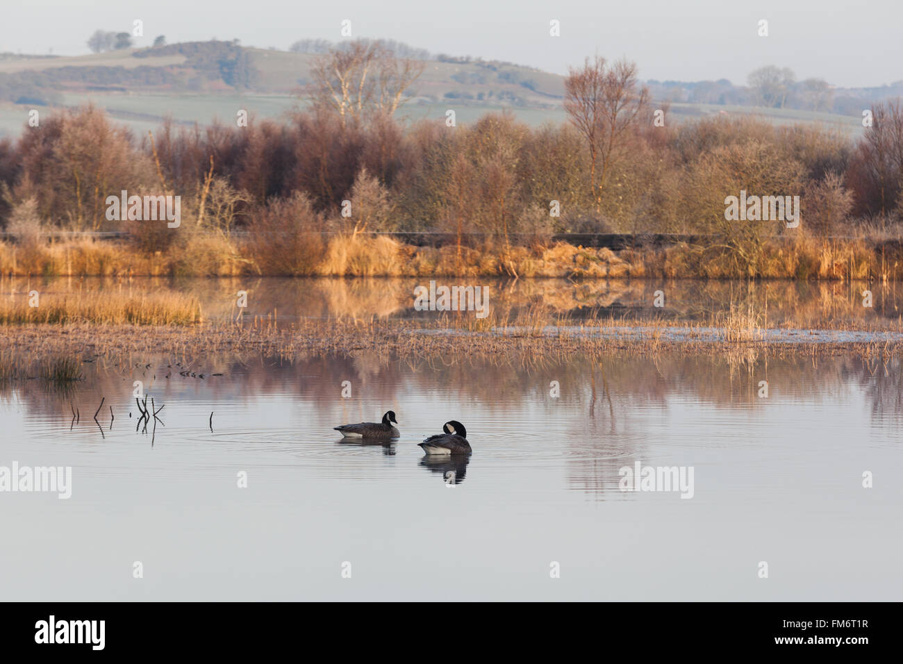 Cors Caron nature reserve. Cors Caron is a raised bog in Ceredigion ...
